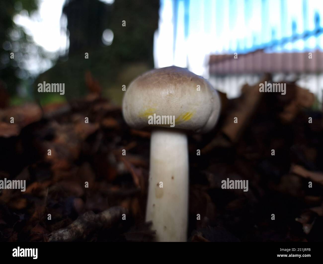 Yellow Stainer (Agaricus xanthodermus Stock Photo - Alamy
