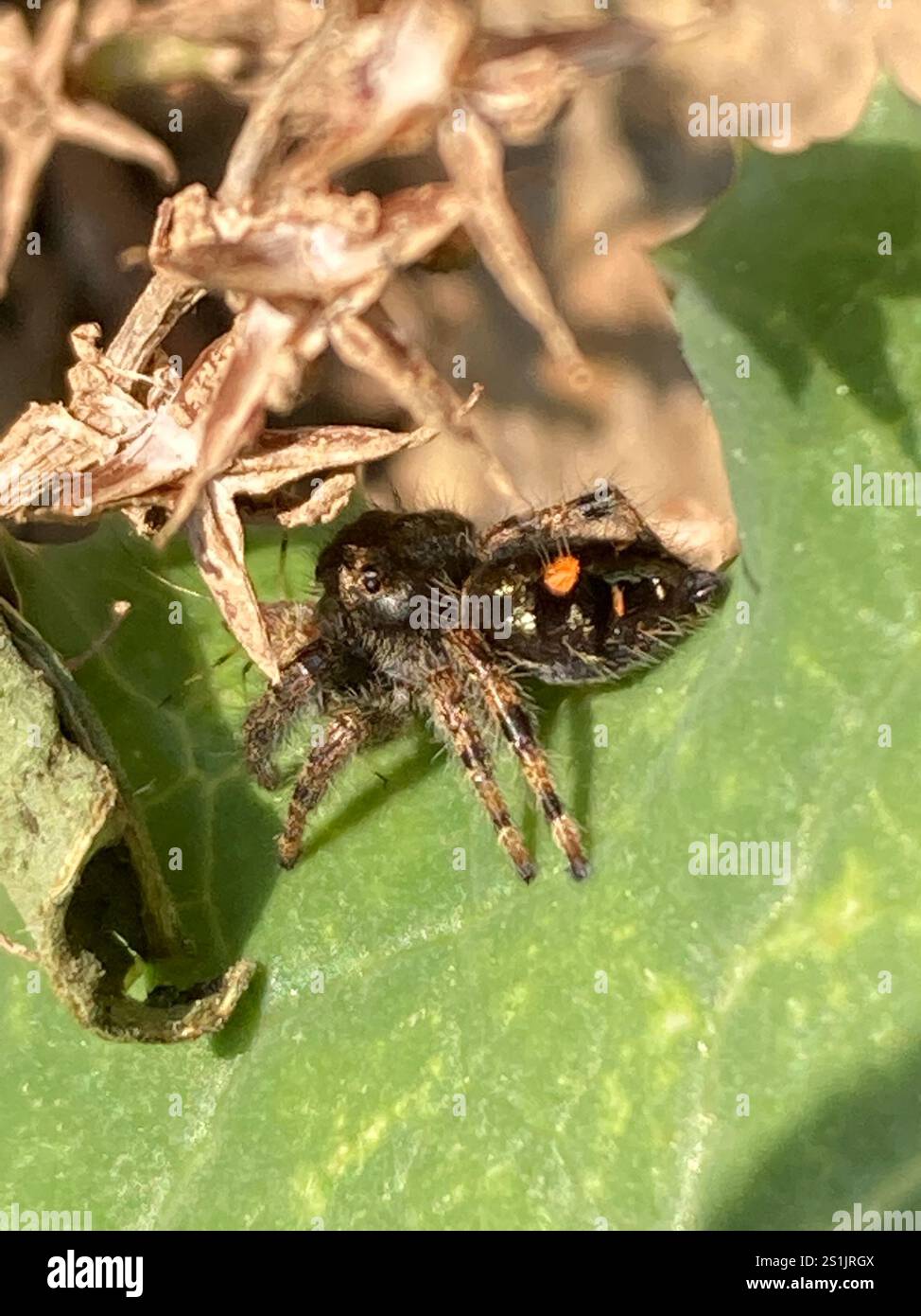 Bold Jumping Spider (Phidippus audax Stock Photo - Alamy