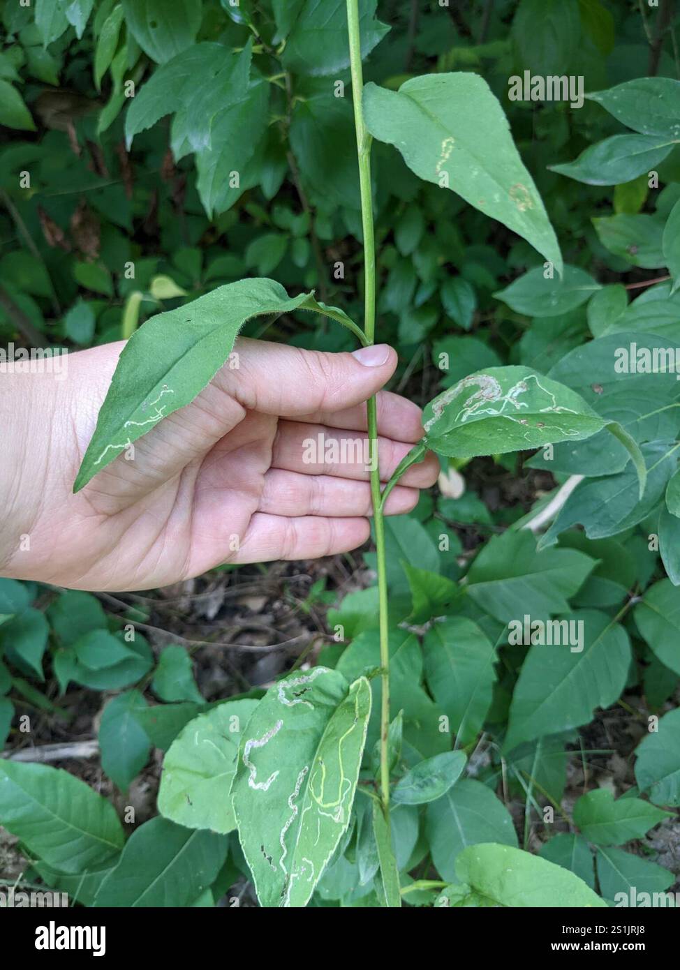 Arrow-leaved Aster (Symphyotrichum urophyllum Stock Photo - Alamy