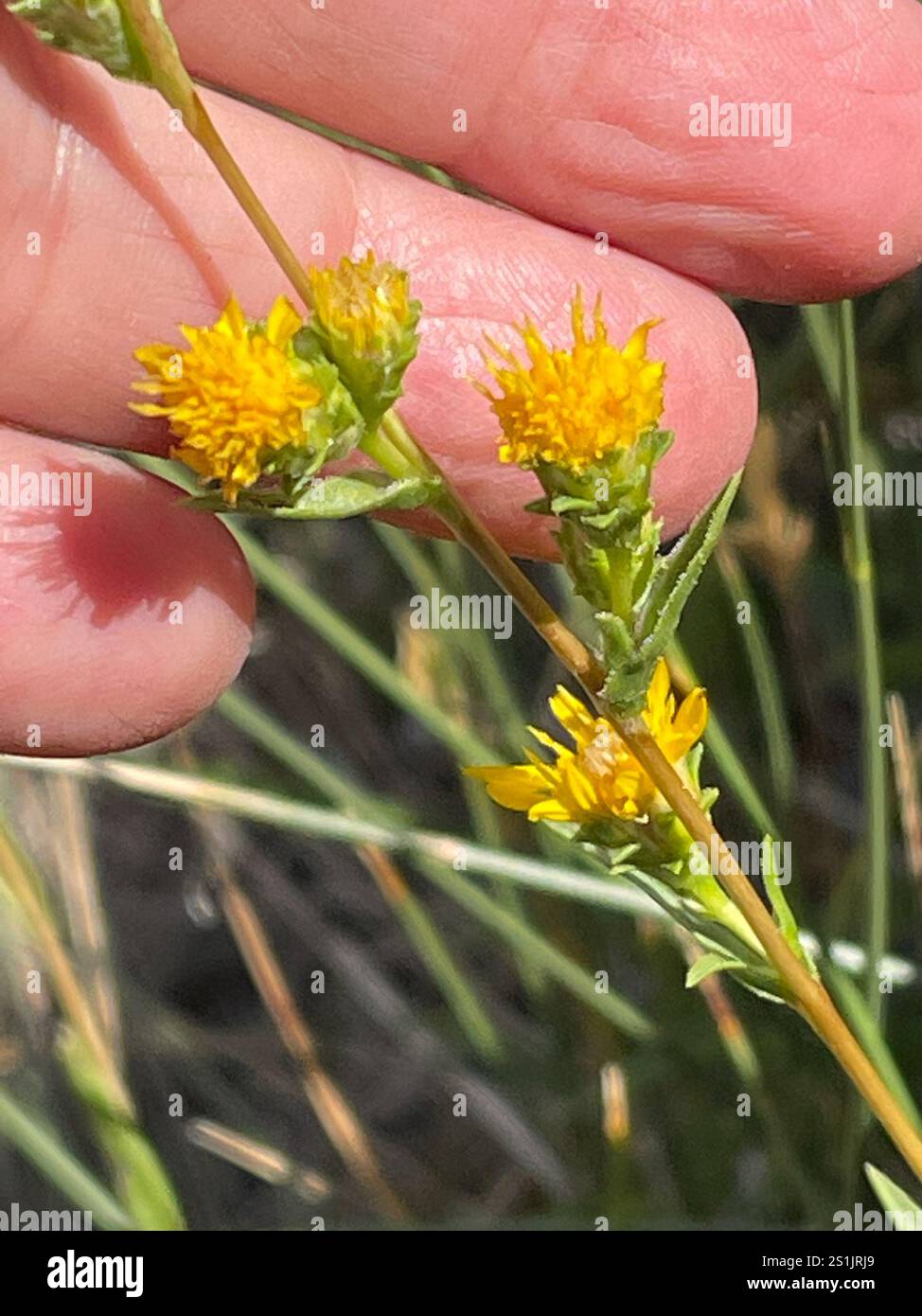 clustered goldenweed (Pyrrocoma racemosa Stock Photo - Alamy