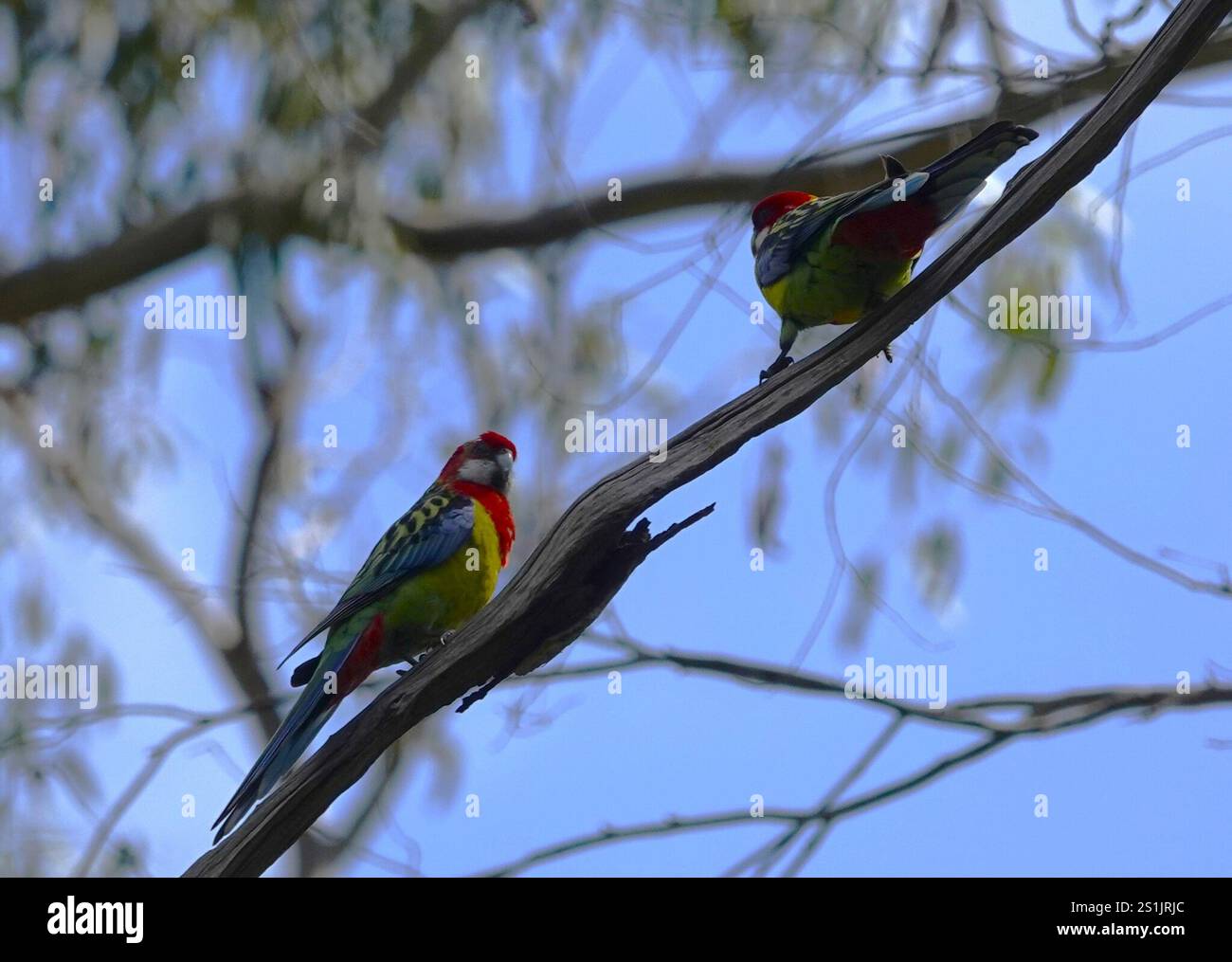 Southeast Eastern Rosella (Platycercus eximius eximius Stock Photo - Alamy