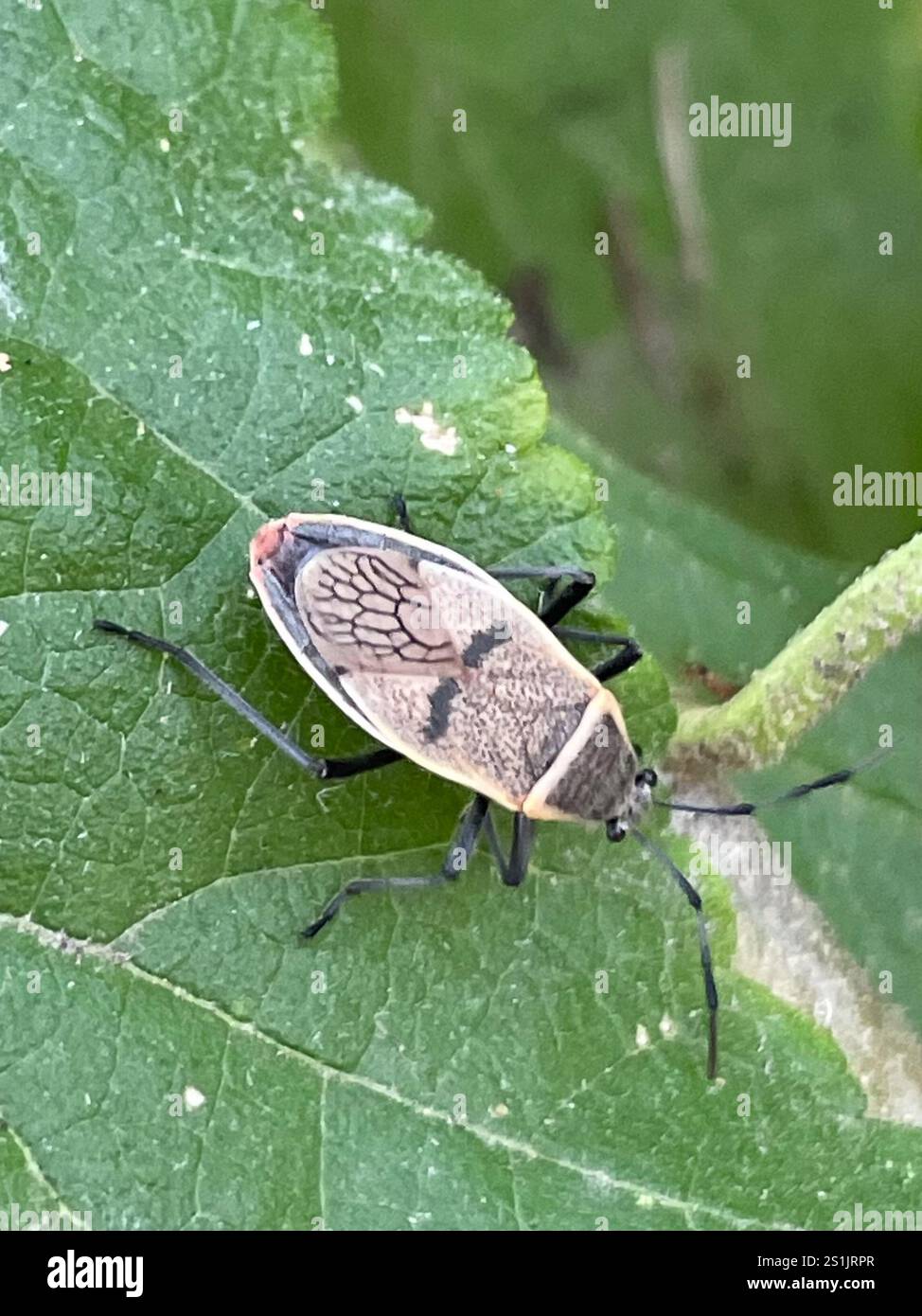 Mexican Bordered Plant Bug (Largus maculatus Stock Photo - Alamy