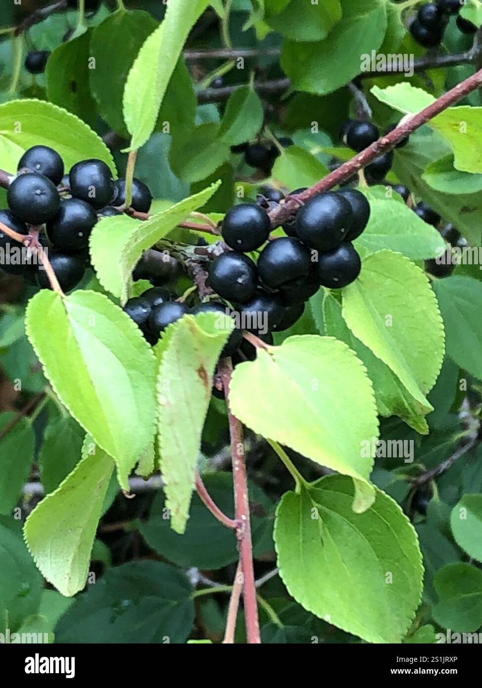 common buckthorn (Rhamnus cathartica Stock Photo - Alamy