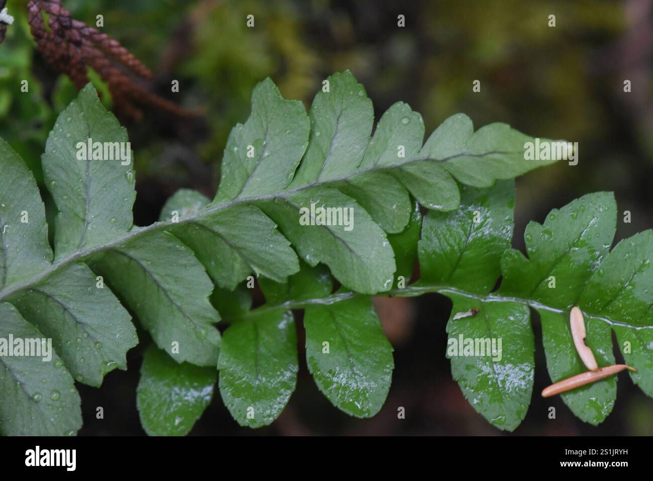 western polypody (Polypodium hesperium Stock Photo - Alamy
