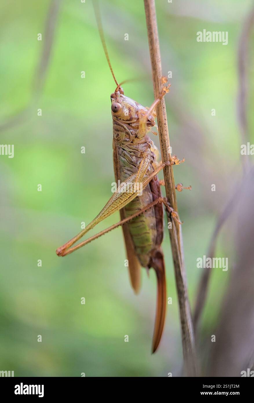Long-winged Conehead (Conocephalus fuscus Stock Photo - Alamy