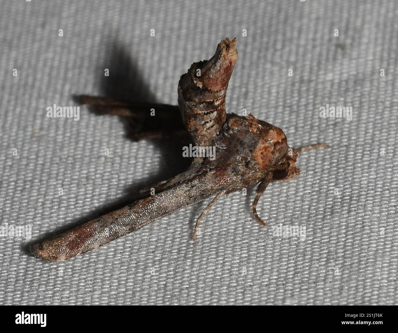 Dark Marathyssa Moth (Marathyssa inficita Stock Photo - Alamy