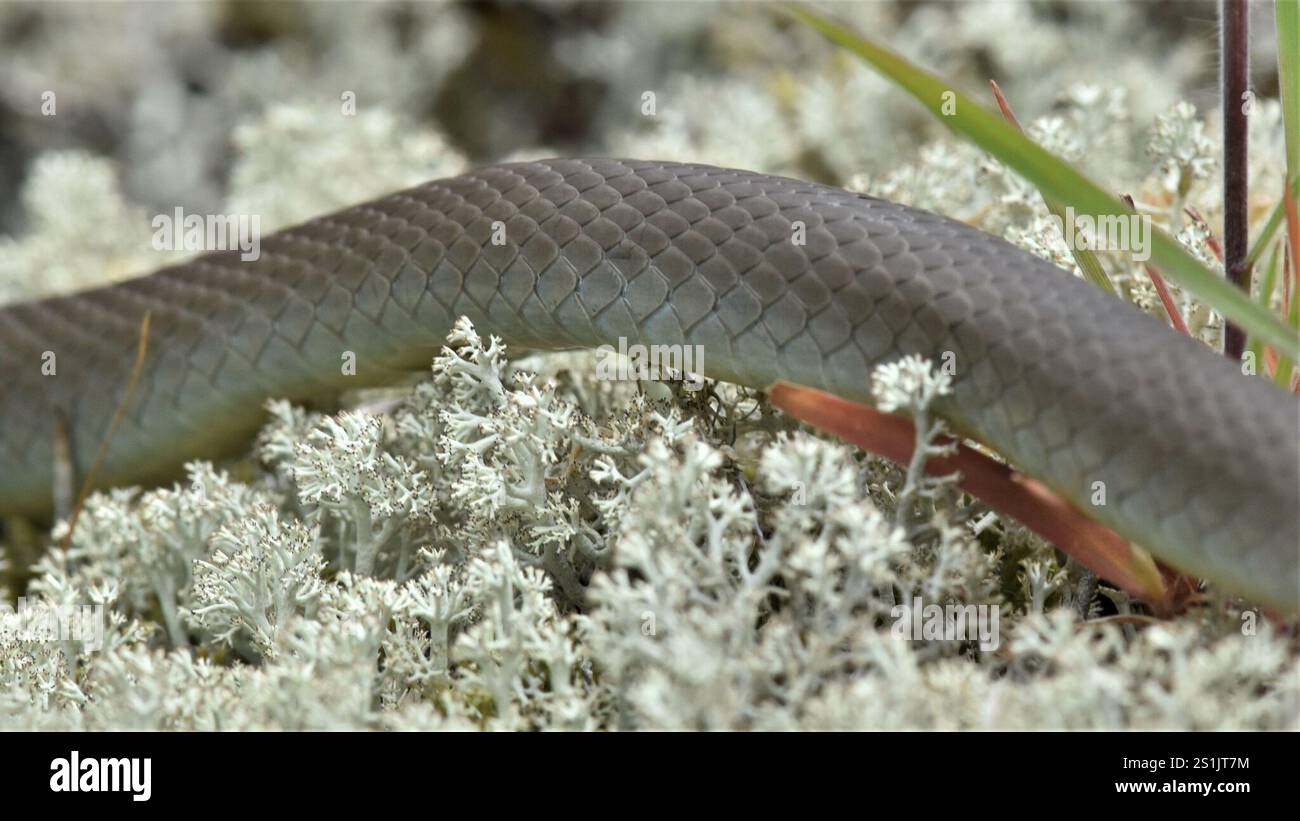Western Yellow-bellied Racer (Coluber constrictor mormon Stock Photo ...