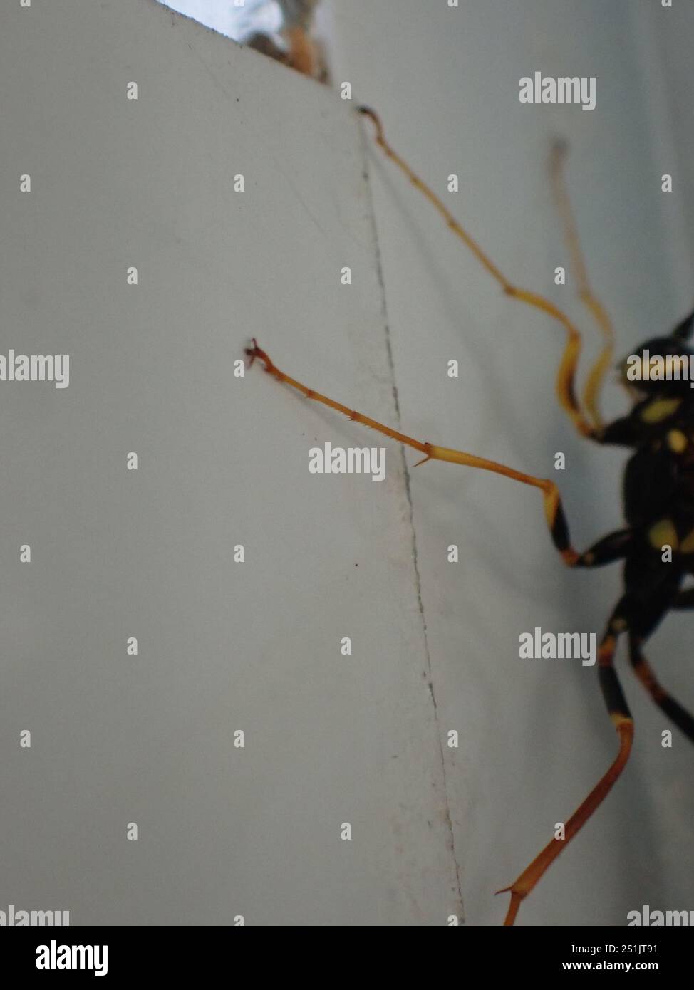 Norton's Giant Ichneumonid Wasp (Megarhyssa nortoni Stock Photo - Alamy