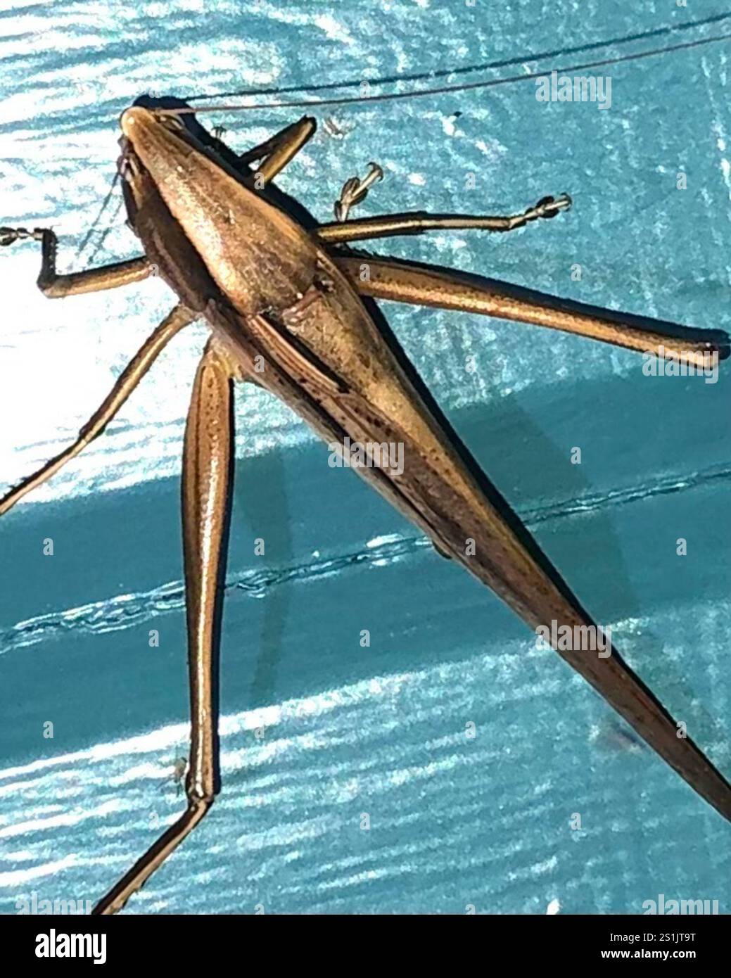 Broad-tipped Conehead (Neoconocephalus triops Stock Photo - Alamy