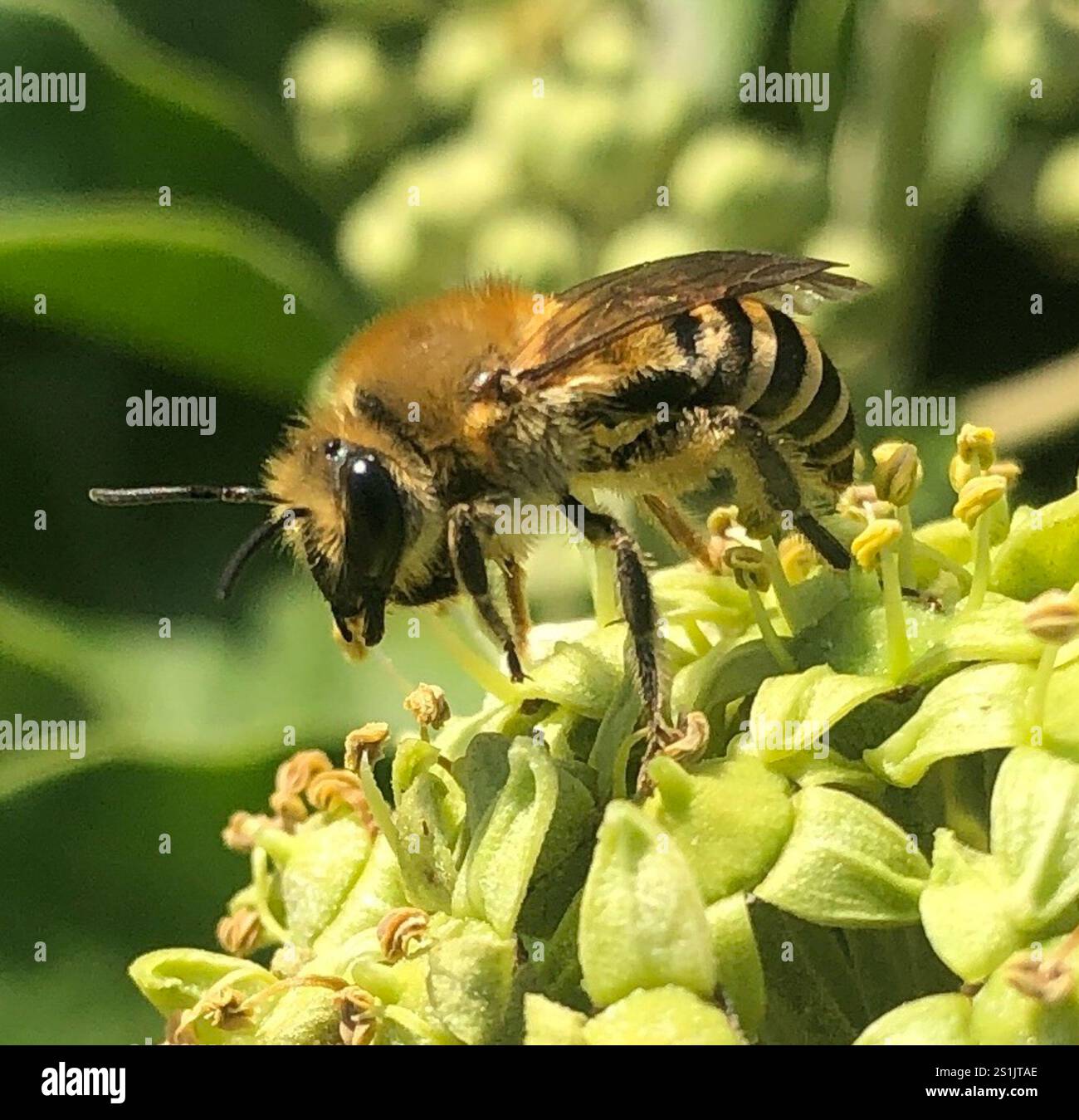 Ivy cellophane bee hi-res stock photography and images - Alamy