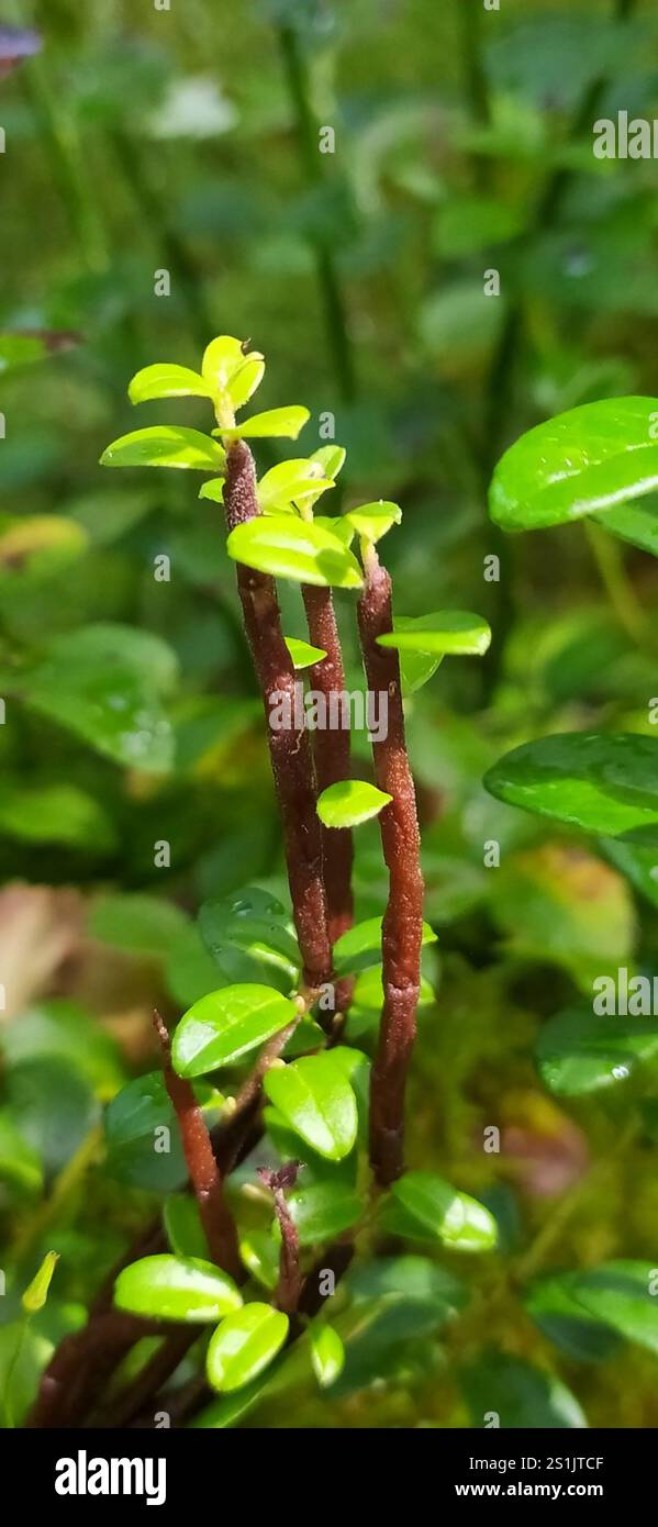 Huckleberry Broom Rust Fungus (Calyptospora columnaris Stock Photo - Alamy