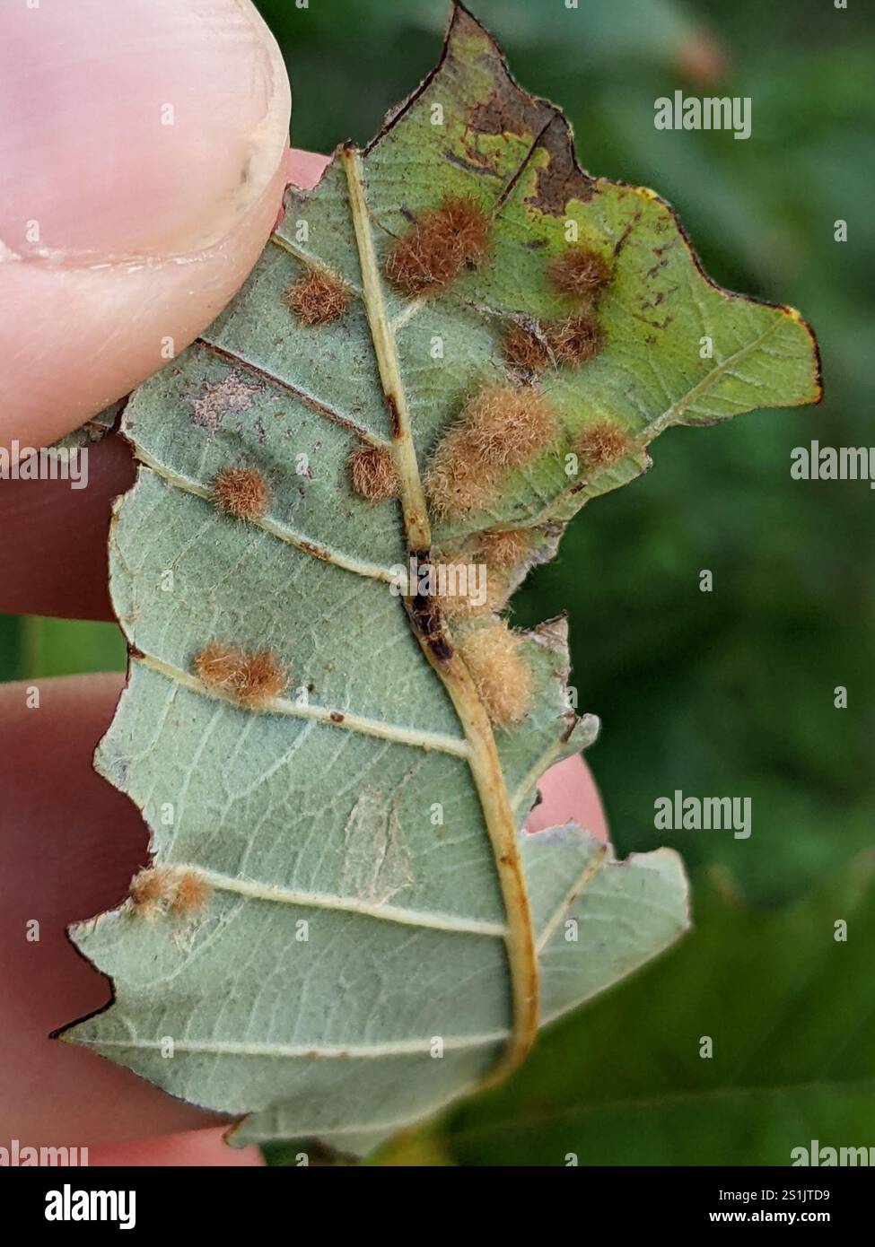 oak flake gall wasp (Neuroterus quercusverrucarum Stock Photo - Alamy