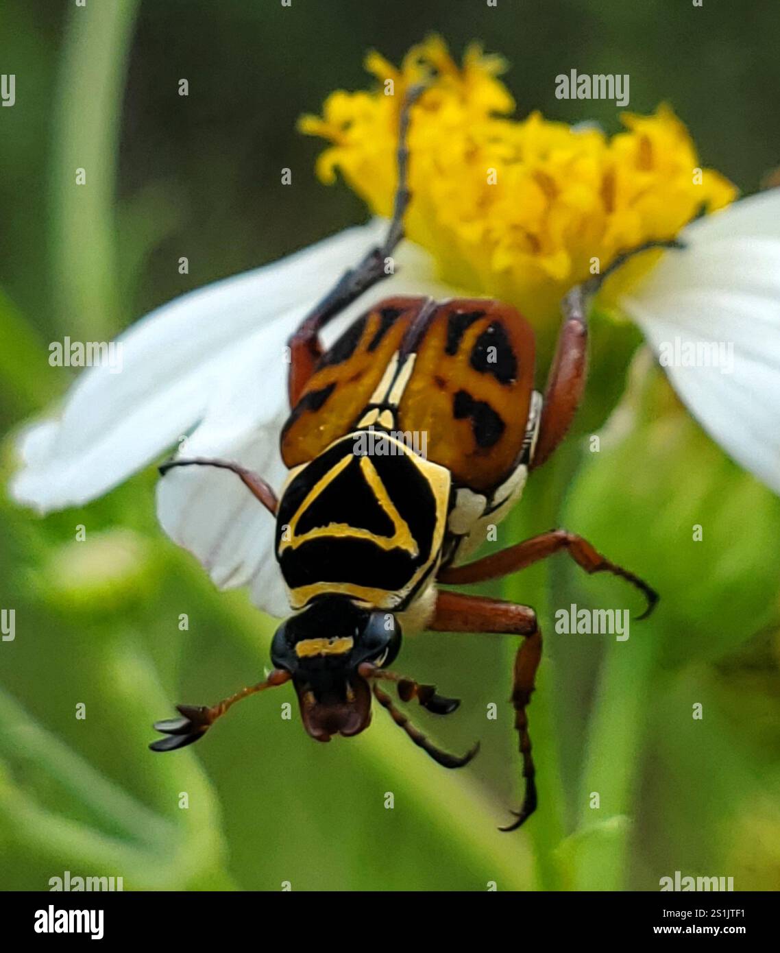 Delta Flower Scarab (Trigonopeltastes delta Stock Photo - Alamy