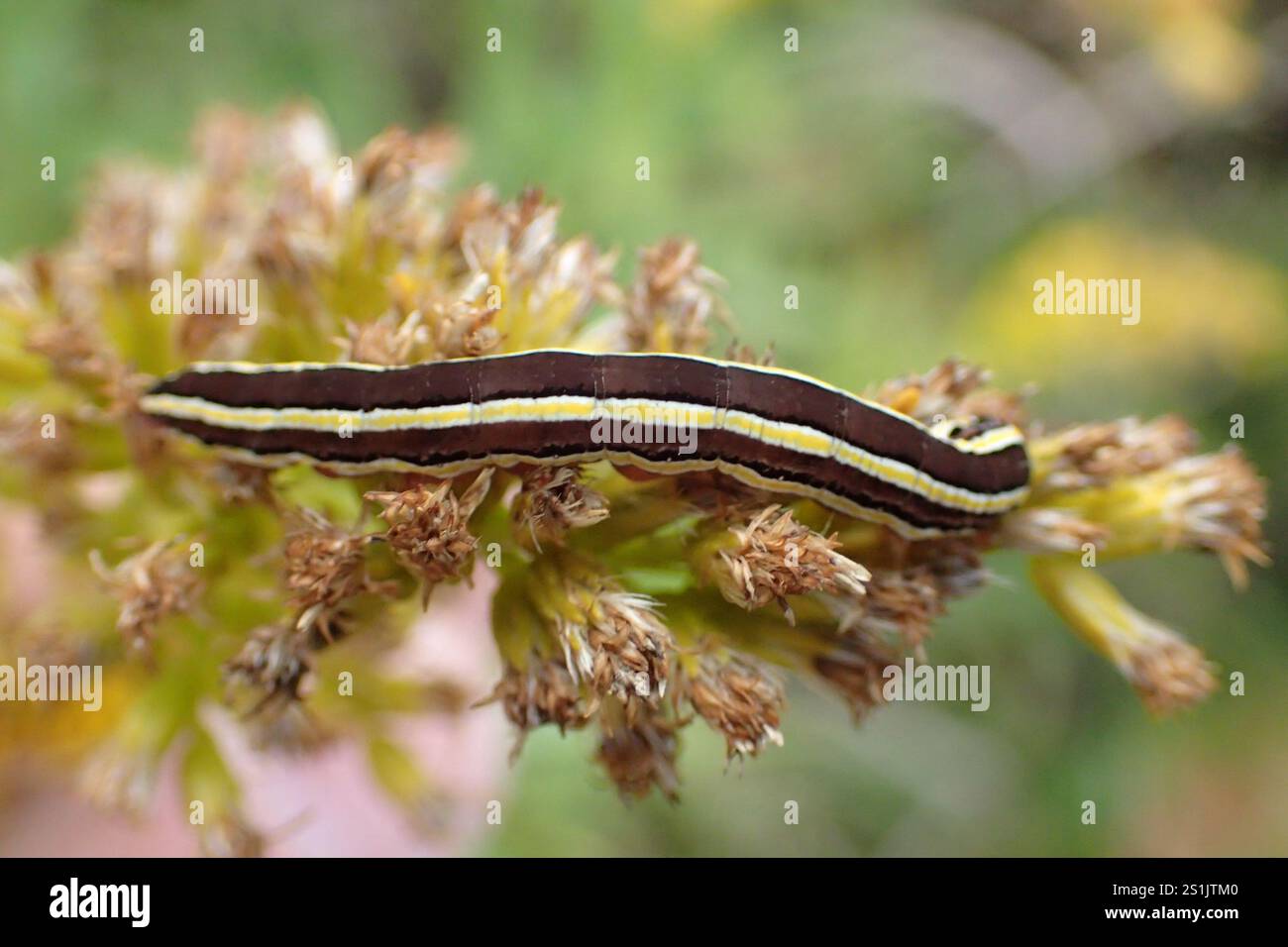 Striped Garden Caterpillar Moth (Trichordestra legitima Stock Photo - Alamy