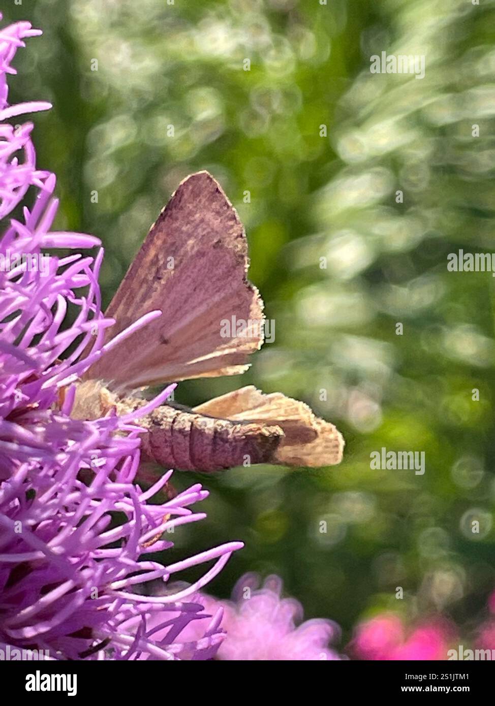 Glassy Cutworm Moth (Apamea devastator Stock Photo - Alamy