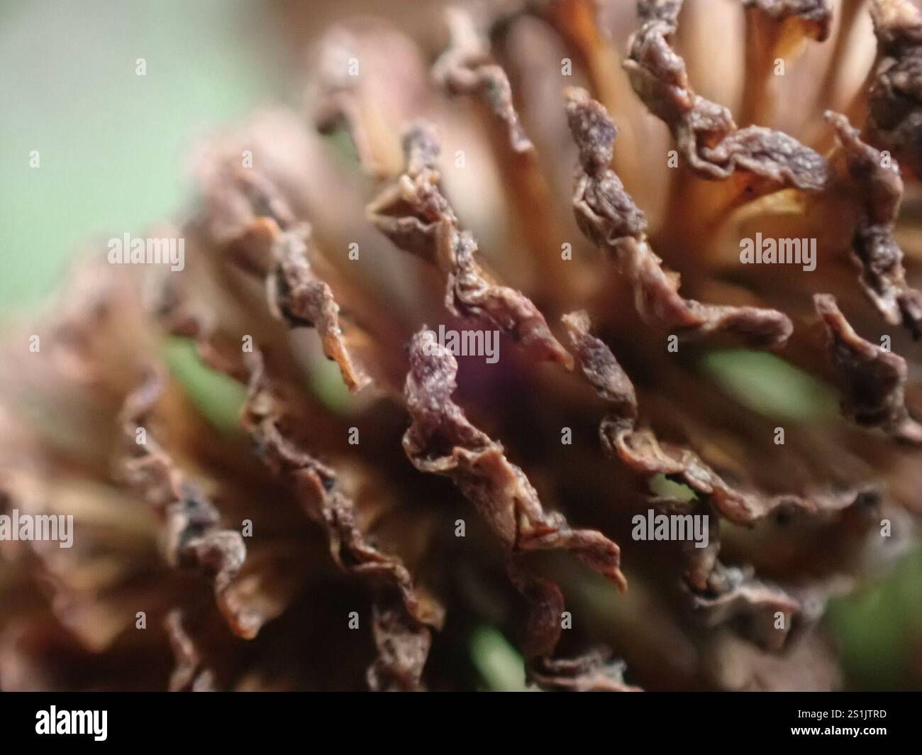 Red Alder (Alnus rubra Stock Photo - Alamy