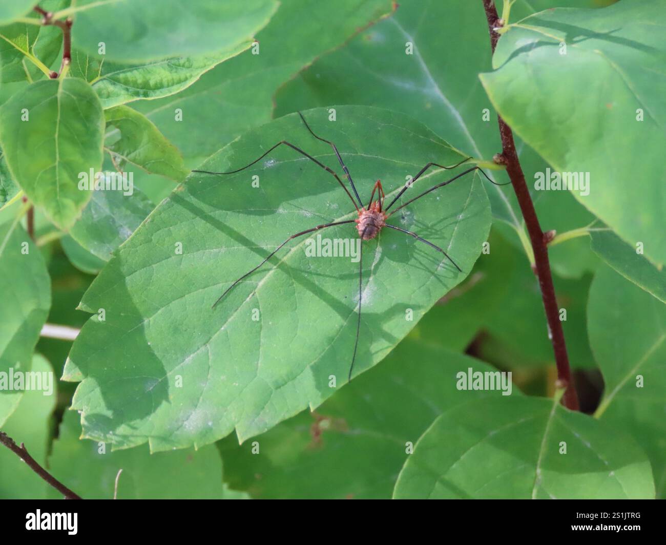 European Harvestman (Phalangium opilio Stock Photo - Alamy