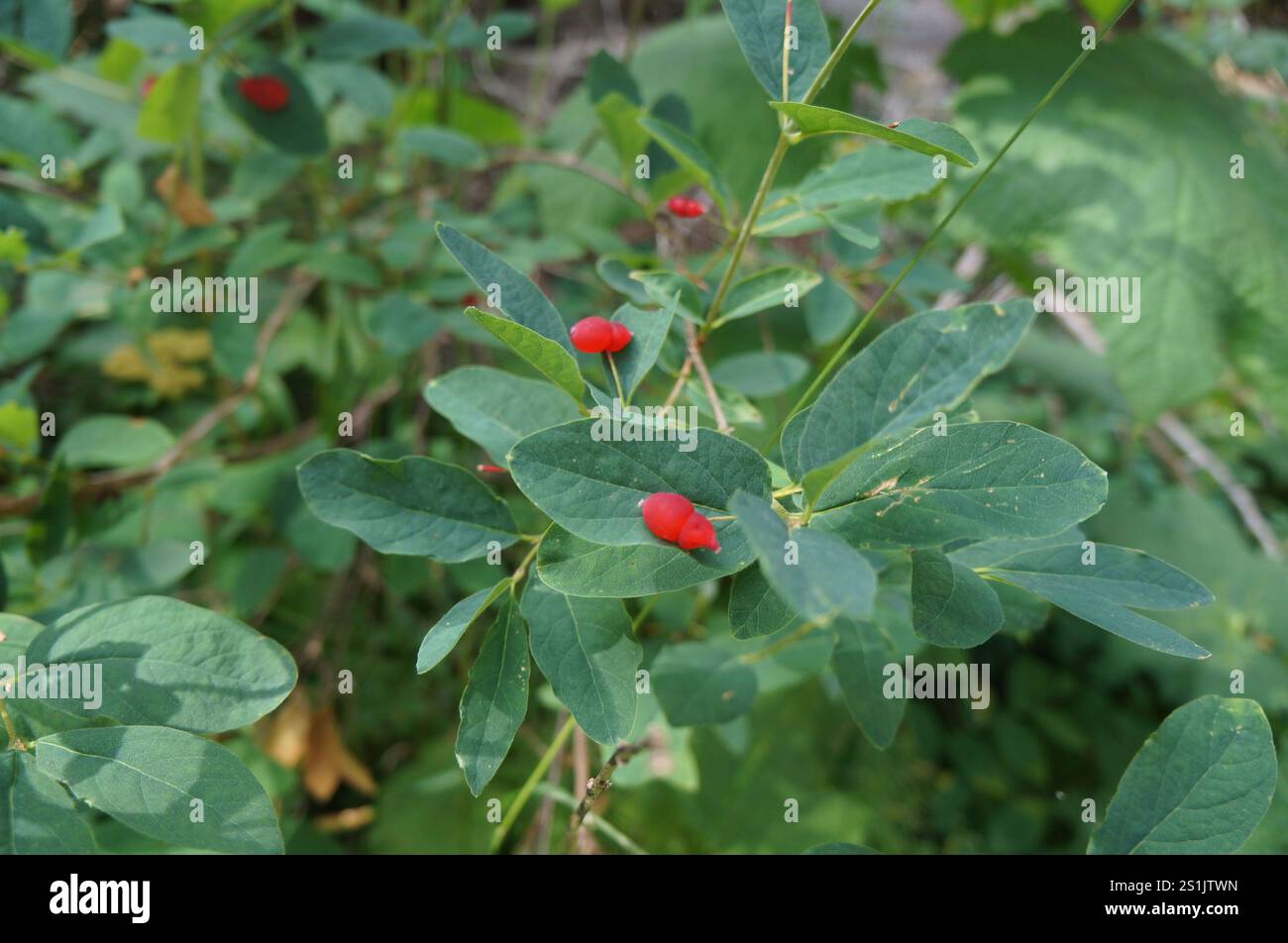 Utah Honeysuckle (Lonicera utahensis Stock Photo - Alamy
