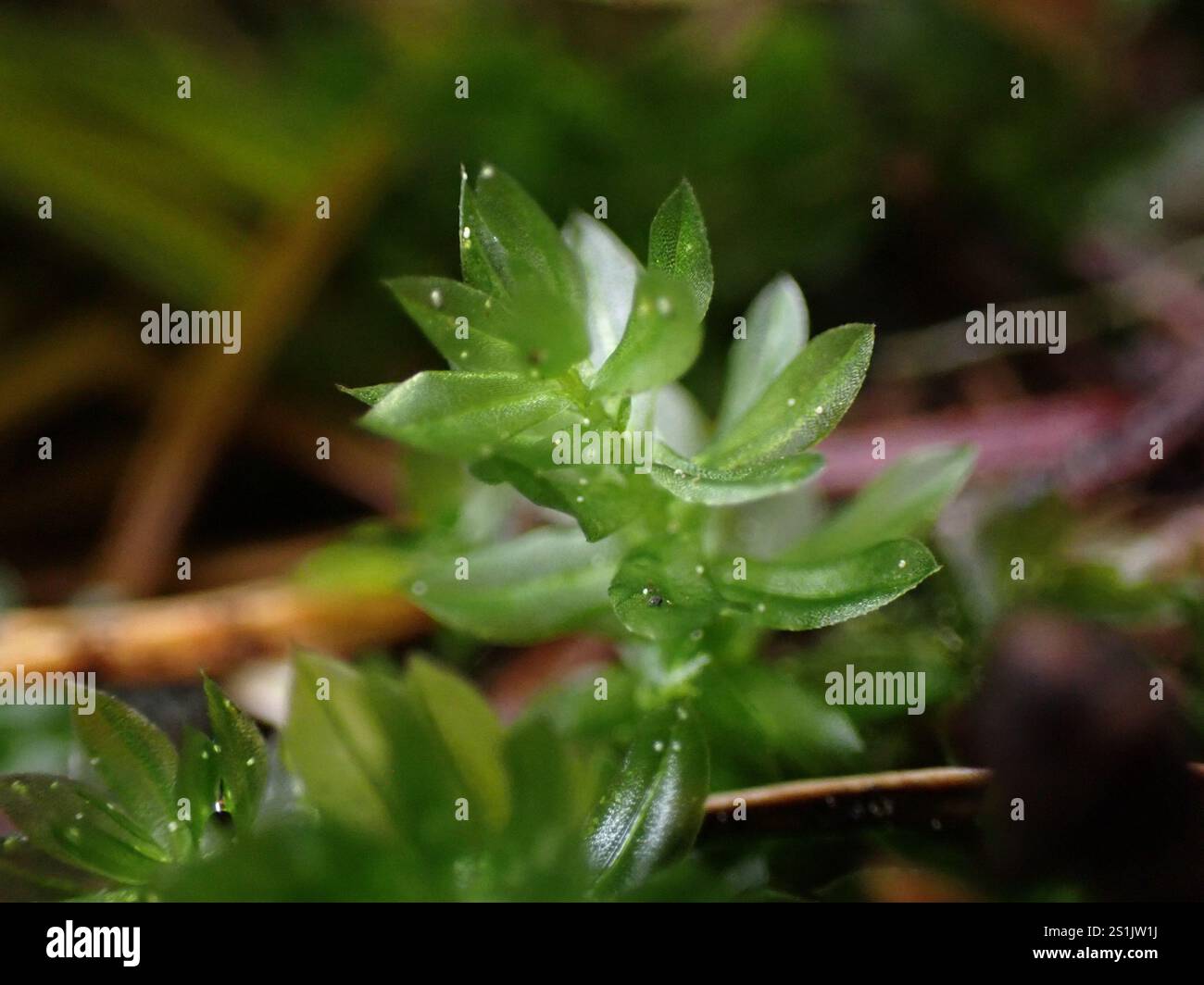 Badge Moss (Plagiomnium insigne Stock Photo - Alamy