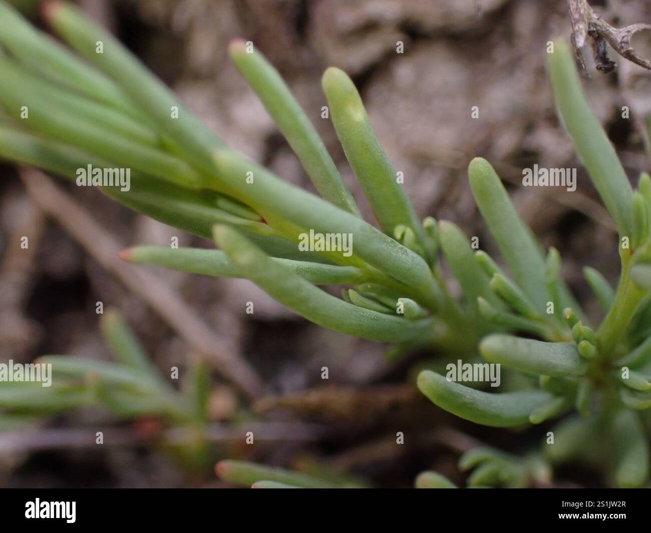 stonecrop family (Crassulaceae Stock Photo - Alamy