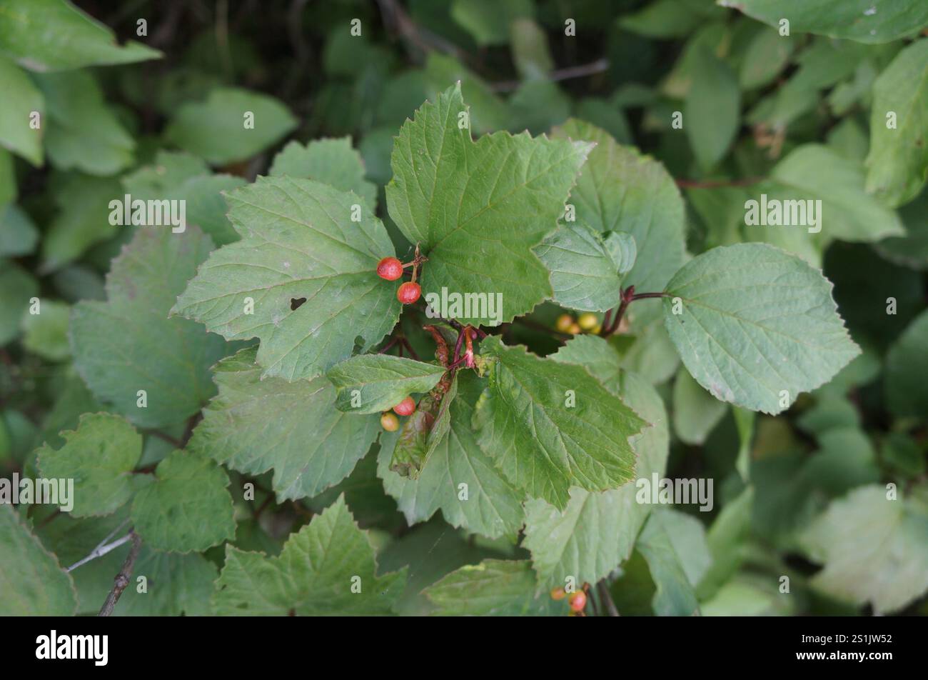 squashberry (Viburnum edule Stock Photo - Alamy
