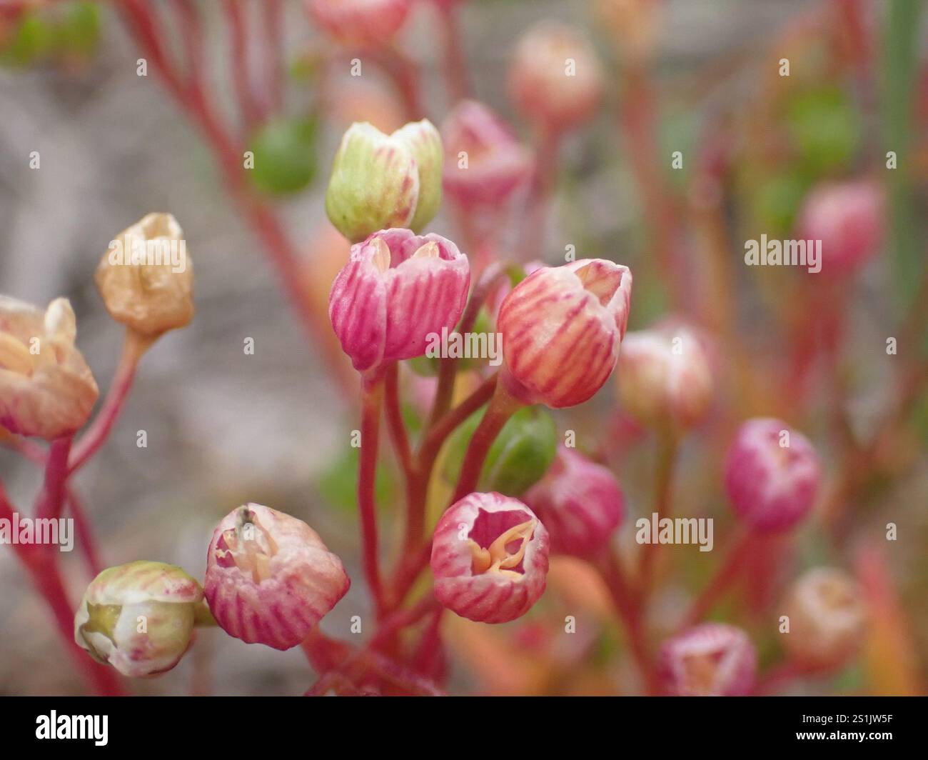 Narrow-leaved Montia (Montia linearis Stock Photo - Alamy