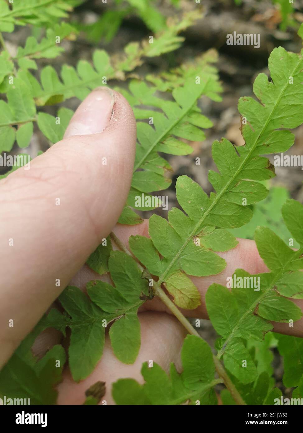 marsh fern (Thelypteris palustris Stock Photo - Alamy