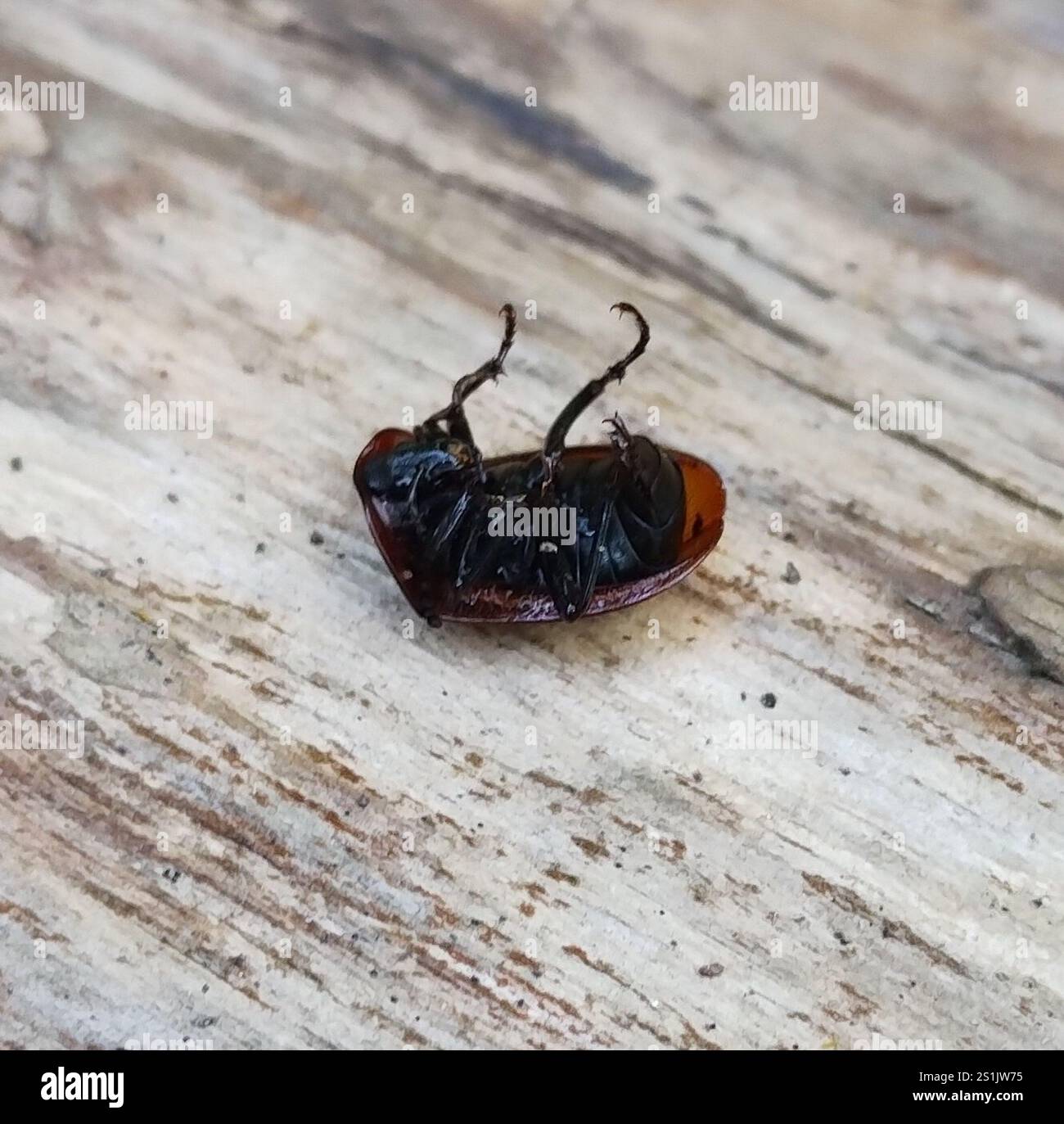 Black snail beetle (Phosphuga atrata Stock Photo - Alamy