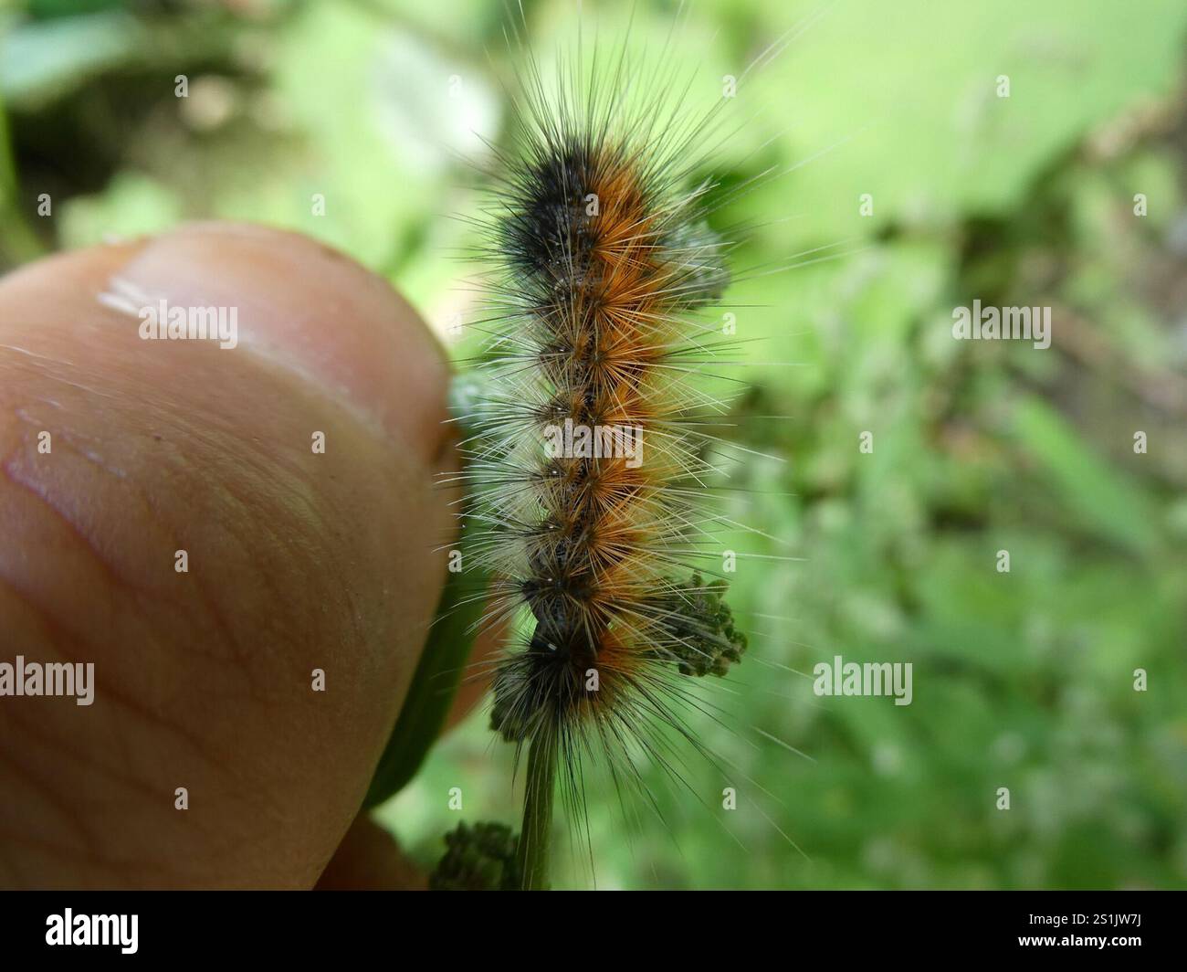 Virginian Tiger Moth (Spilosoma virginica Stock Photo - Alamy