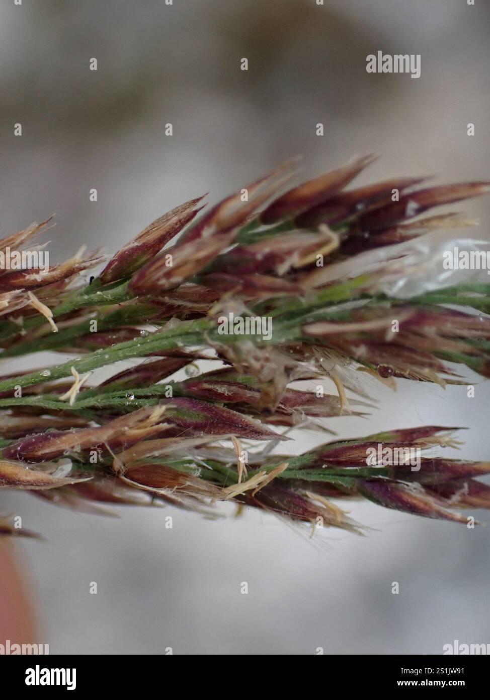 canadian bluejoint (Calamagrostis canadensis Stock Photo - Alamy