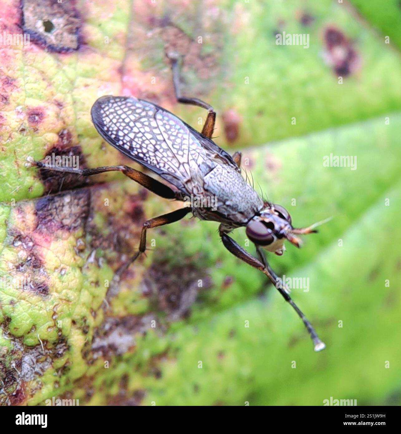 Sieve-winged Snailkiller (Coremacera marginata Stock Photo - Alamy