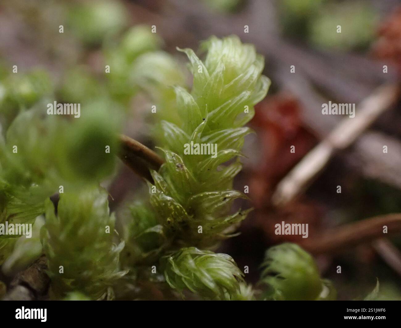 Pipecleaner Moss (Rhytidiopsis robusta Stock Photo - Alamy