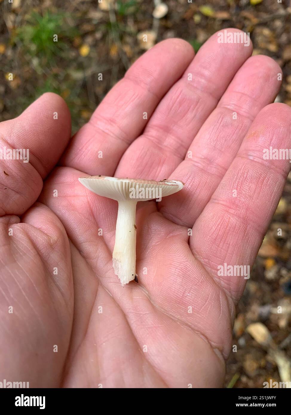Fragile Brittlegill (Russula fragilis Stock Photo - Alamy