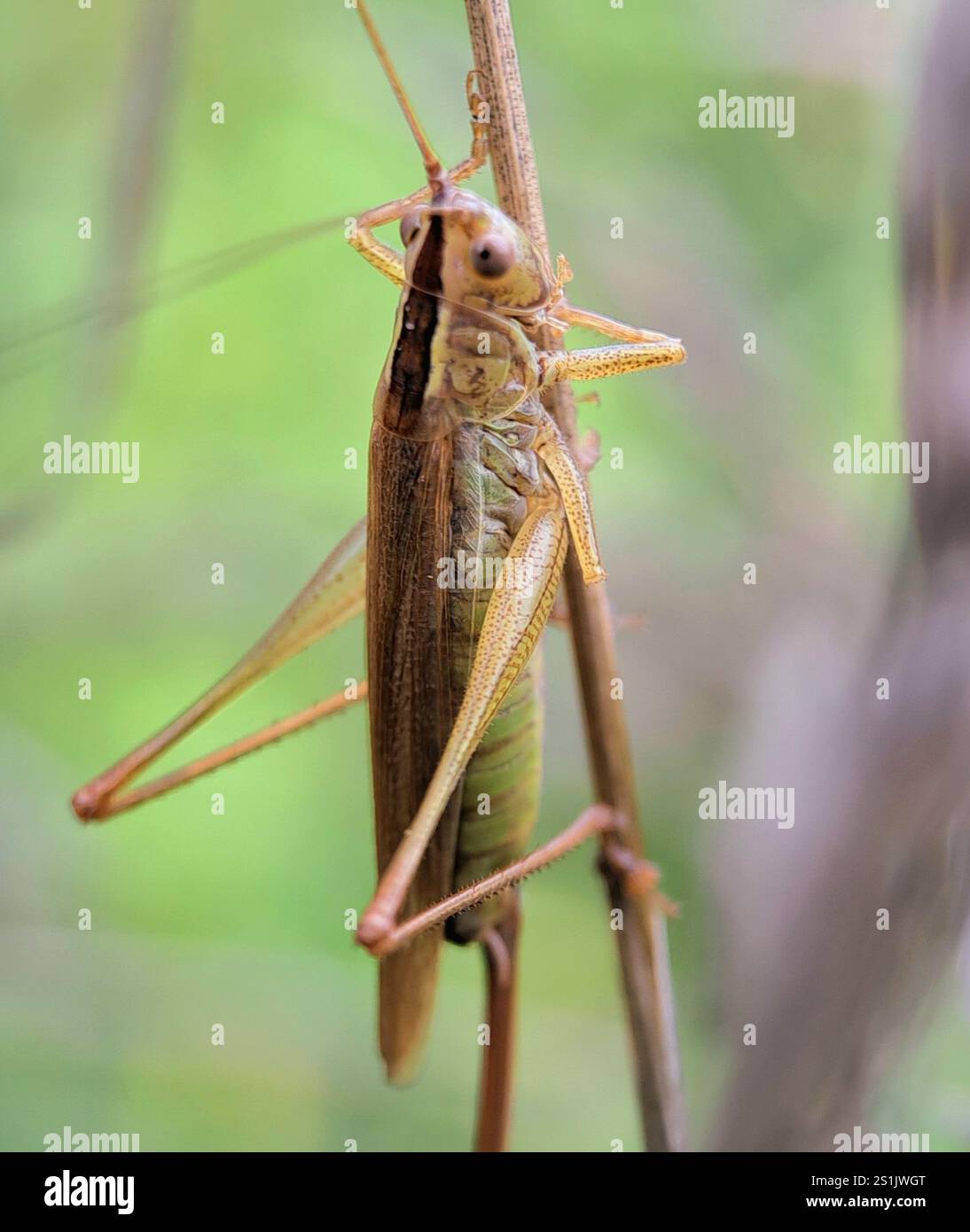 Long-winged Conehead (Conocephalus fuscus Stock Photo - Alamy