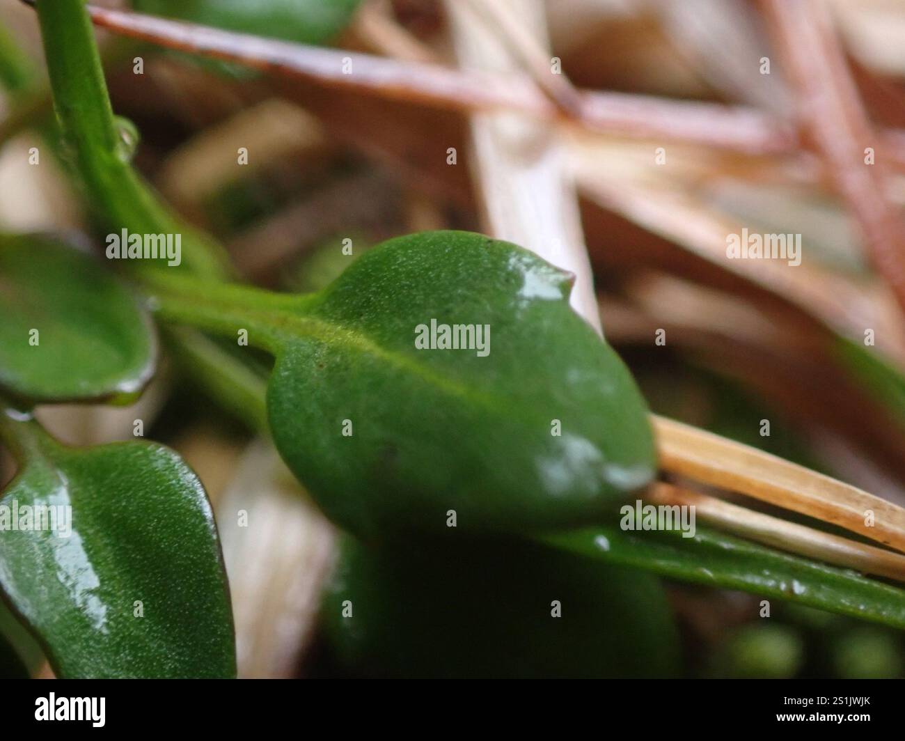 alpine bittercress (Cardamine bellidifolia Stock Photo - Alamy