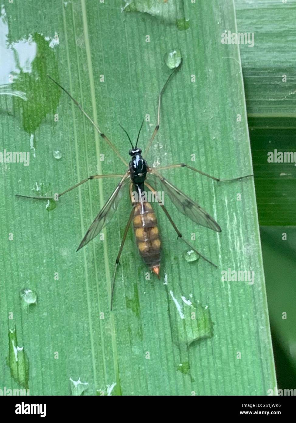 orange-marked cranefly (Ptychoptera contaminata Stock Photo - Alamy