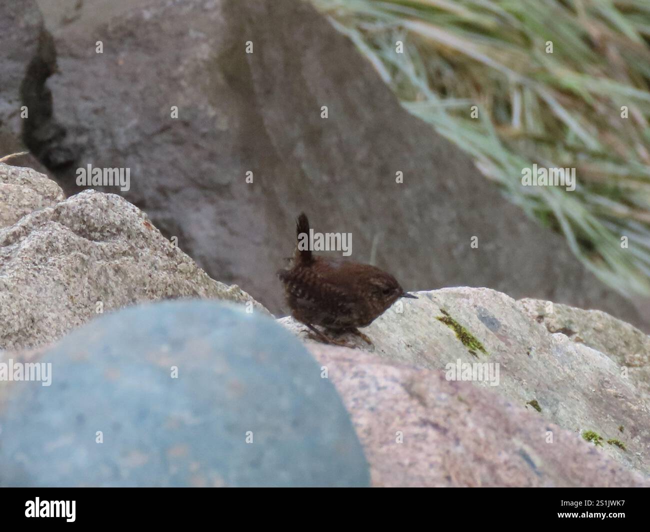 Pacific Wren (Troglodytes pacificus Stock Photo - Alamy