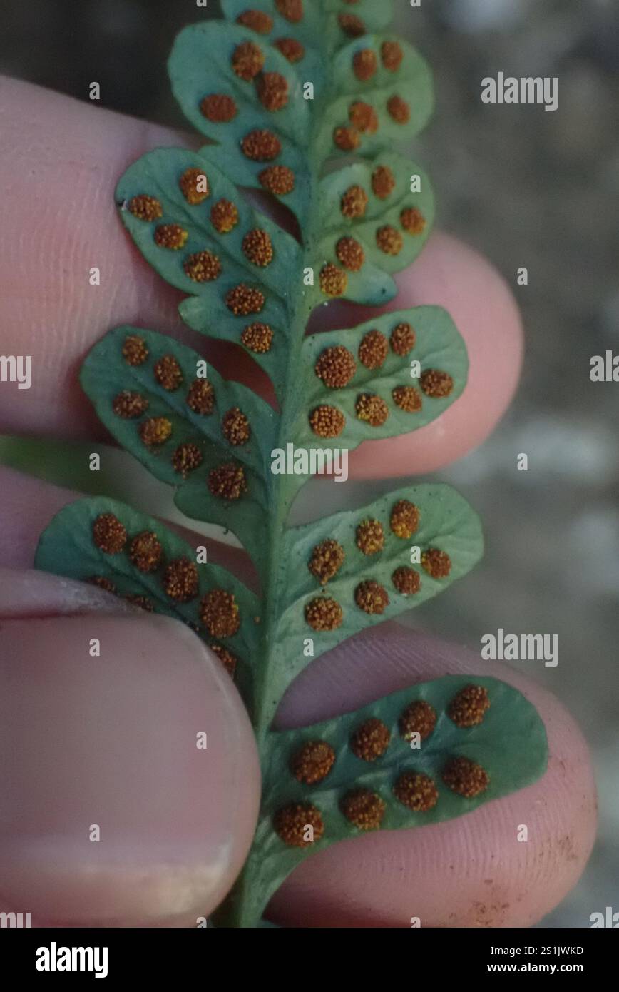 western polypody (Polypodium hesperium Stock Photo - Alamy