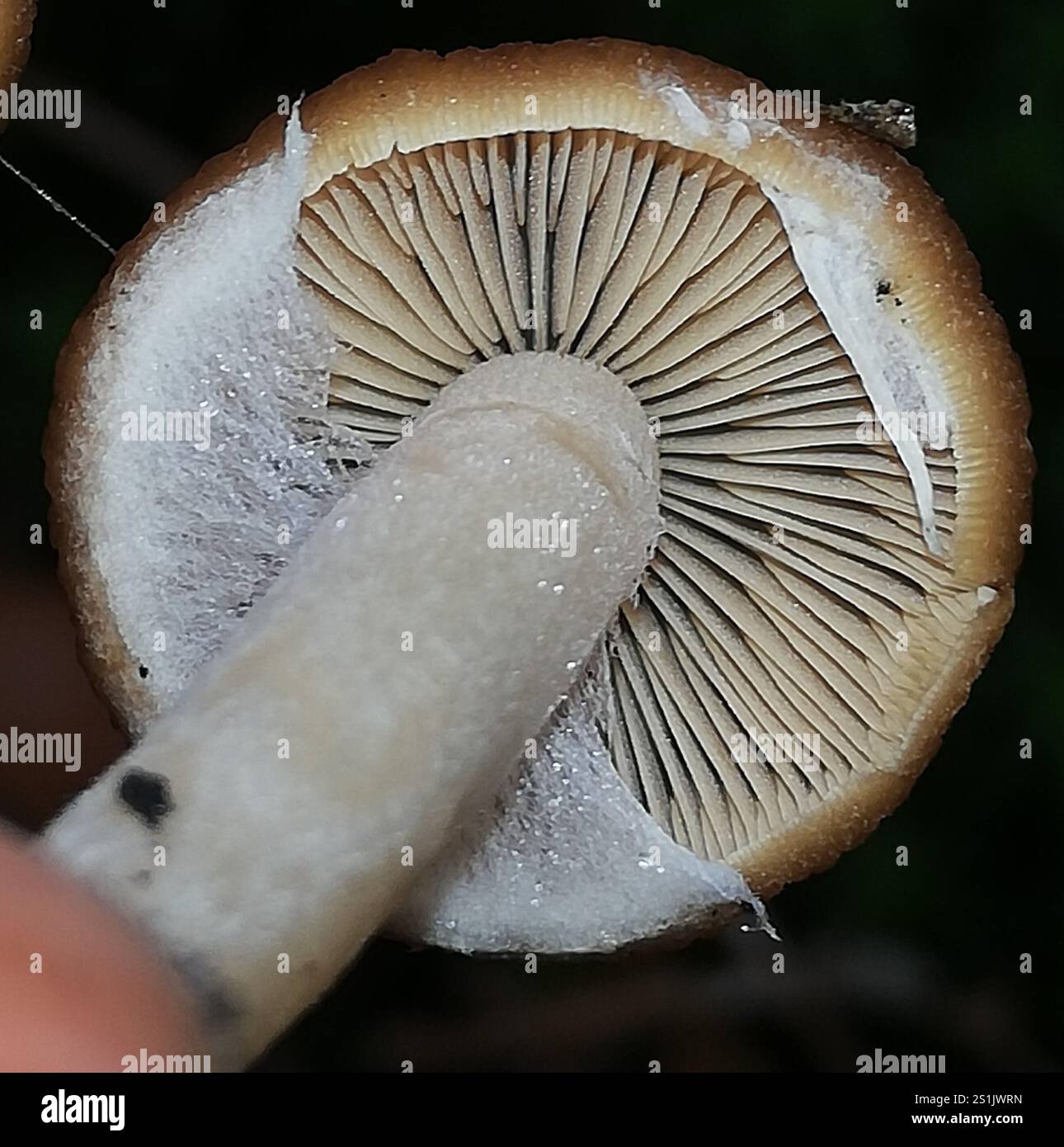 Common Stump Brittlestem (Psathyrella piluliformis Stock Photo - Alamy