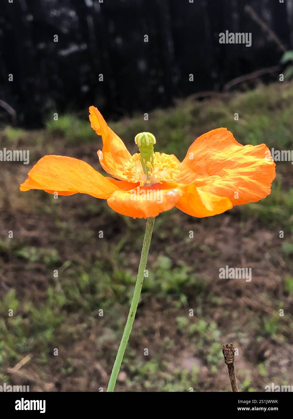 Atlas Poppy (Papaver atlanticum Stock Photo - Alamy