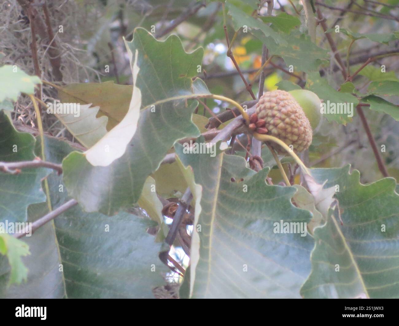 swamp chestnut oak (Quercus michauxii Stock Photo - Alamy