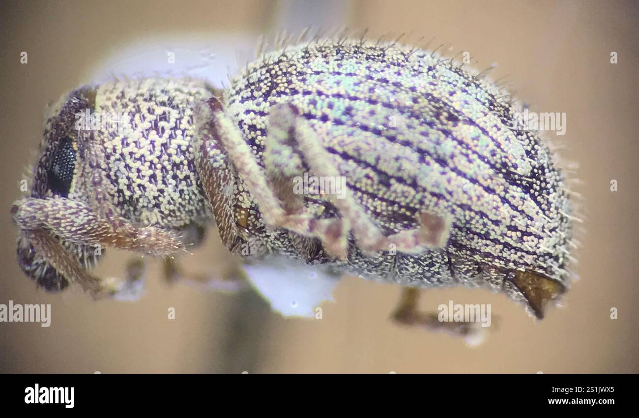 Imported Long-horned Weevil (Calomycterus setarius Stock Photo - Alamy