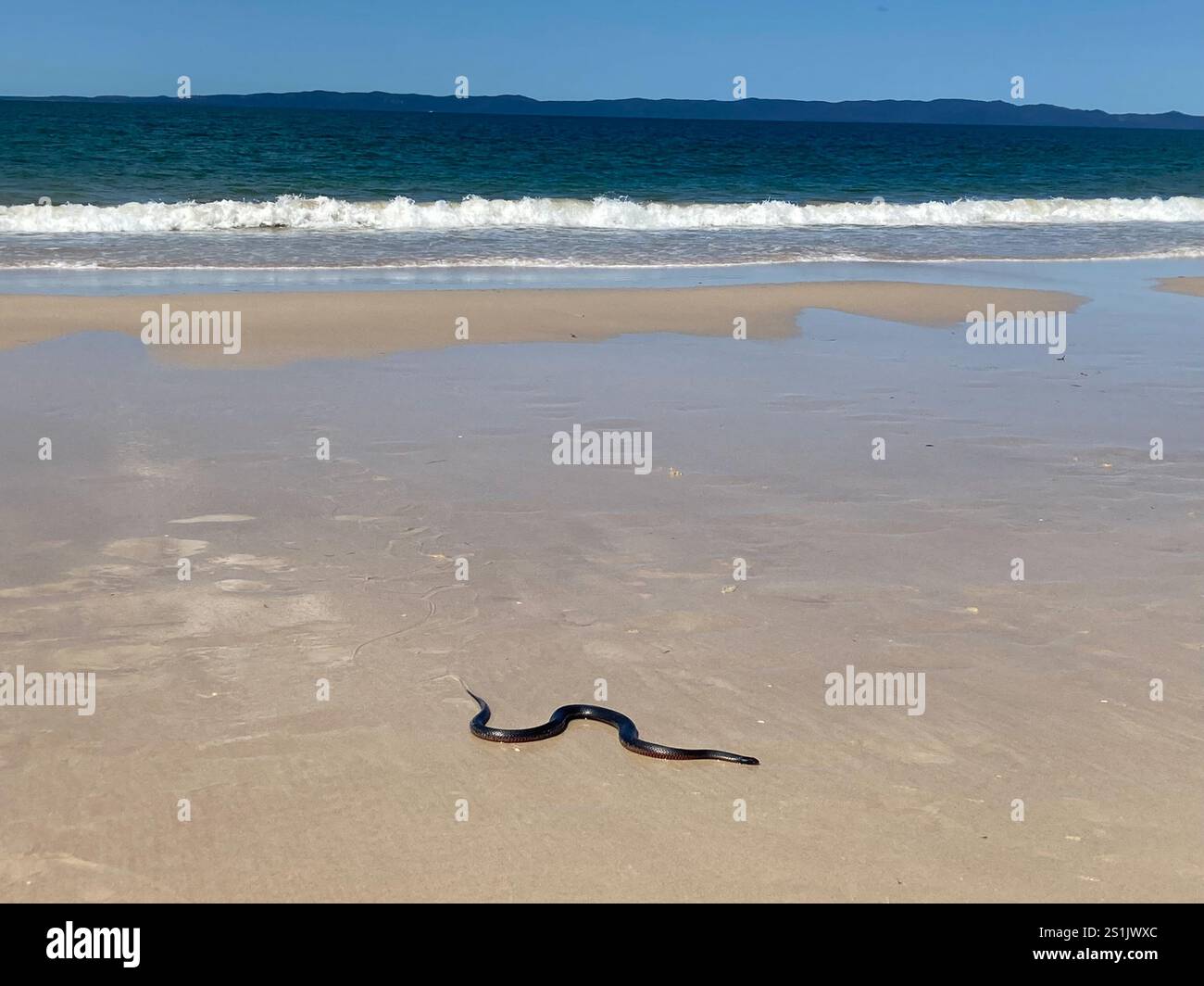 Red-bellied Black Snake (Pseudechis porphyriacus Stock Photo - Alamy