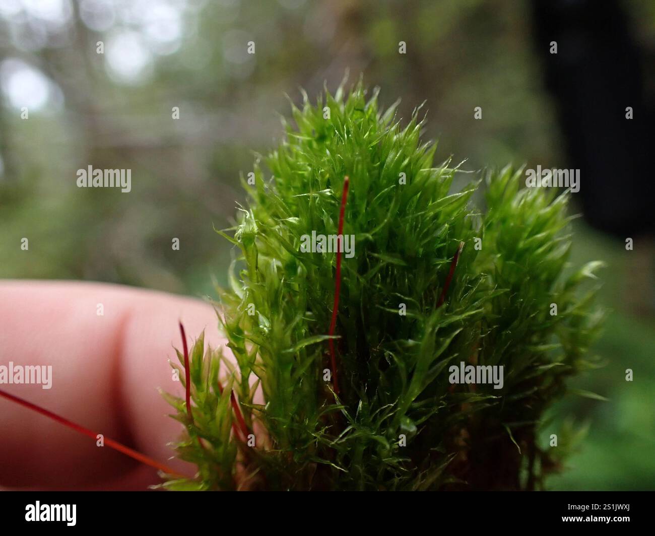 Slender Cruet-moss (Tetraplodon mnioides Stock Photo - Alamy