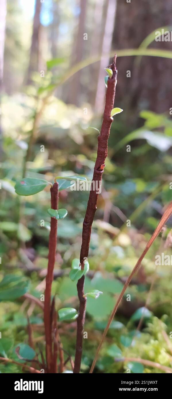 Huckleberry Broom Rust Fungus (Calyptospora columnaris Stock Photo - Alamy
