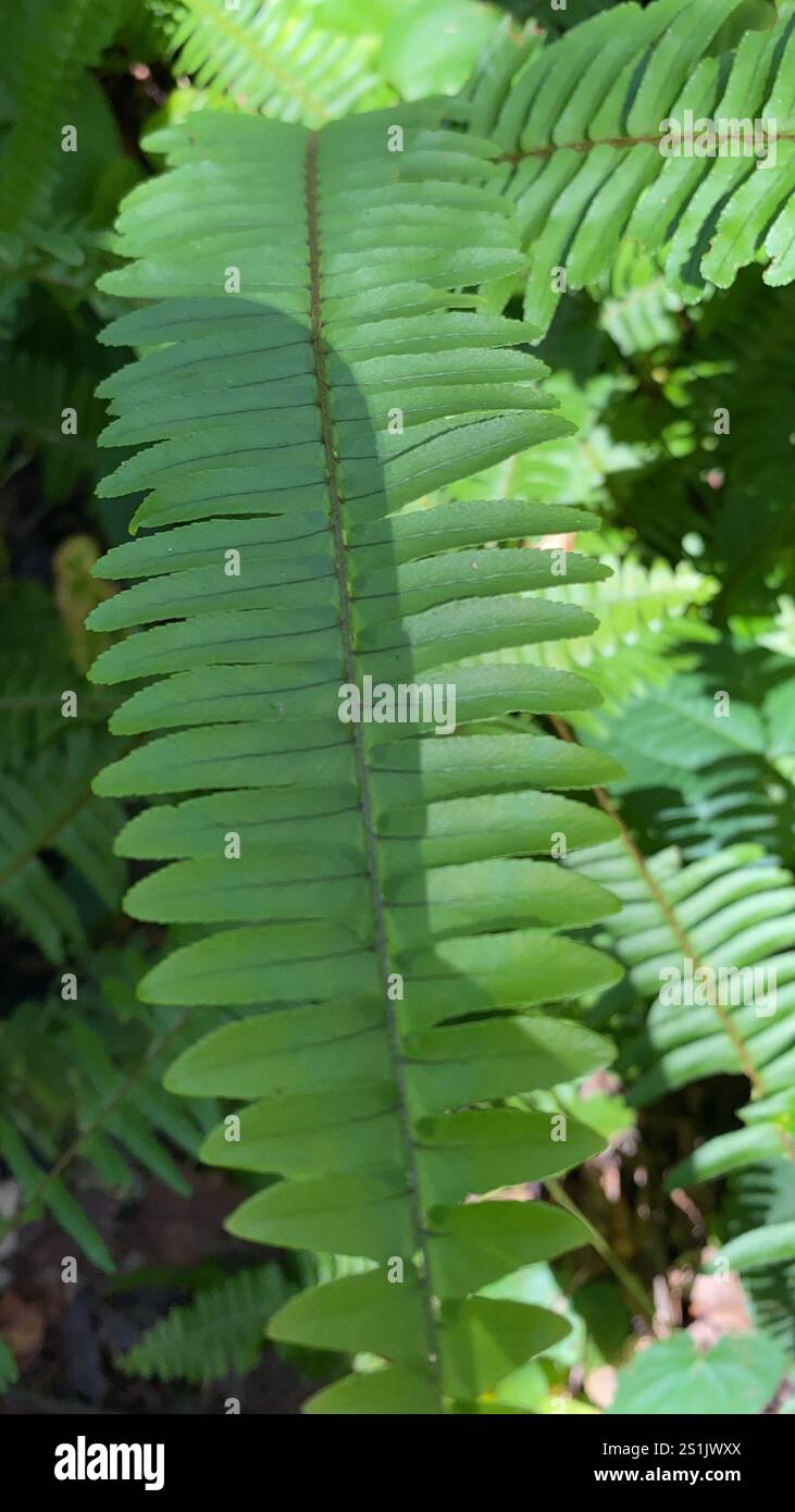 sword ferns (Nephrolepis Stock Photo - Alamy