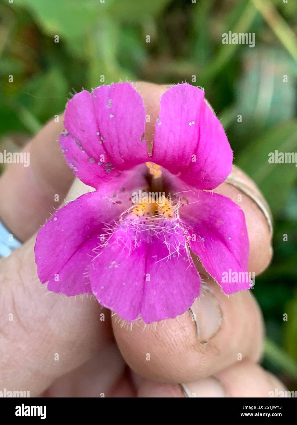 Lewis' monkeyflower (Erythranthe lewisii Stock Photo - Alamy
