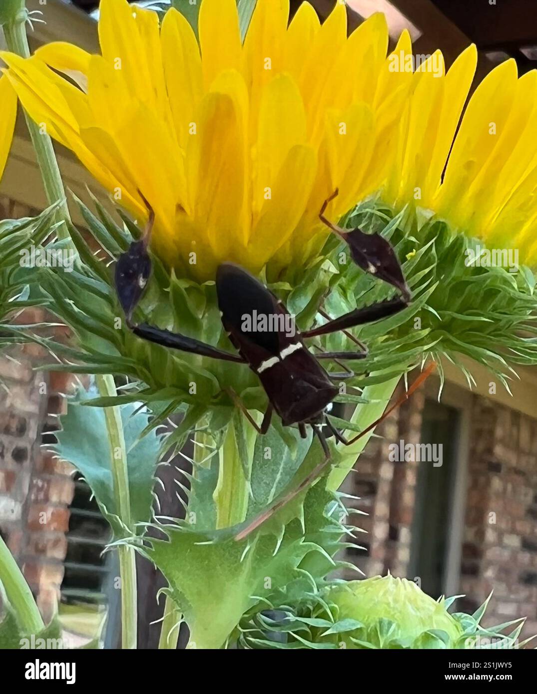 Eastern Leaf-footed Bug (Leptoglossus phyllopus Stock Photo - Alamy