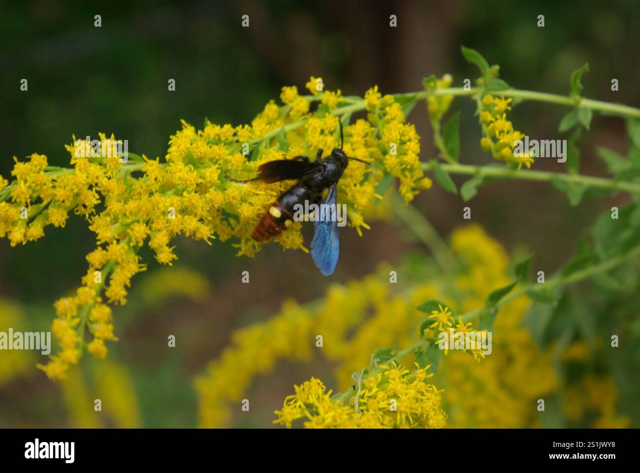 Blue-winged Scoliid Wasp (Scolia dubia Stock Photo - Alamy