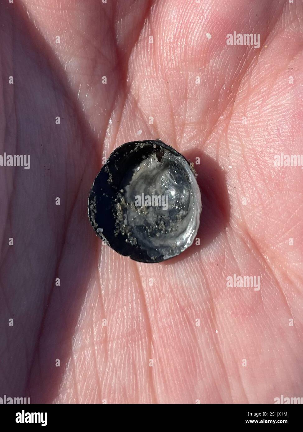 Common Jingle (Anomia simplex Stock Photo - Alamy